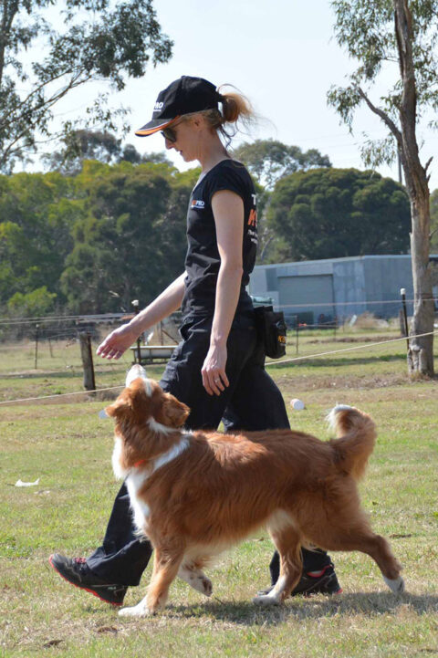 Join Us - Professional Dog Trainers Australia